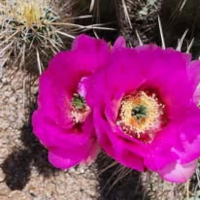 Mesa. AZ: Bulldog Canyon Off-Road Tour Scenic Superstitions - The Practical Side: Booking, Cost, and Group Size