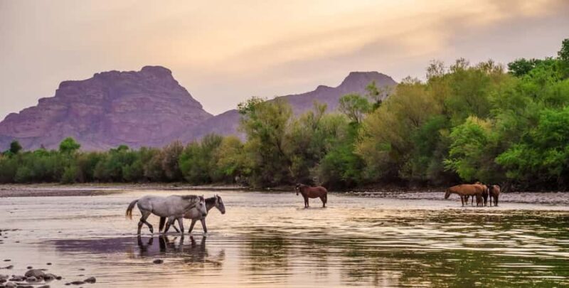 Mesa: Kayak/Paddleboard Experience on the Scenic Salt River - Key Points