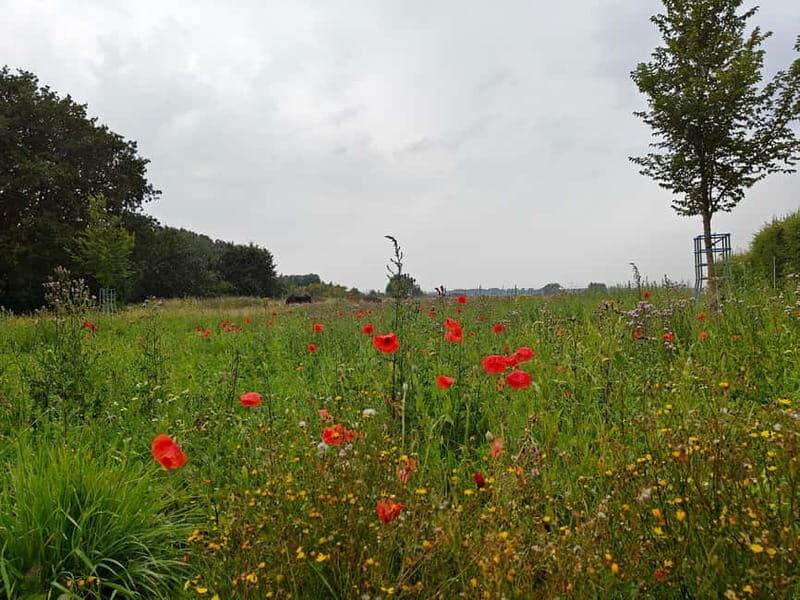 Messines: Battle of Messines Guided Tour with Transport - Key Points