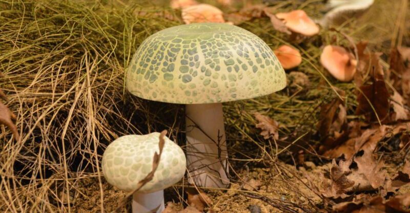 Meteora: Natural History Museum and Mushroom Museum Tour - An Introduction to the Museum Experience in Meteora