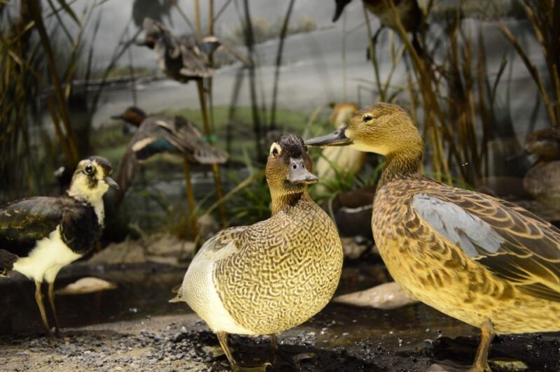 Meteora: Natural History Museum and Mushroom Museum Tour - Pricing and Value