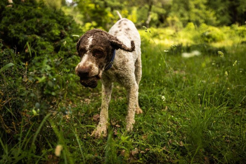 Meteora Truffle Hunting Experience with Lunch & Museum Visit - Key Points