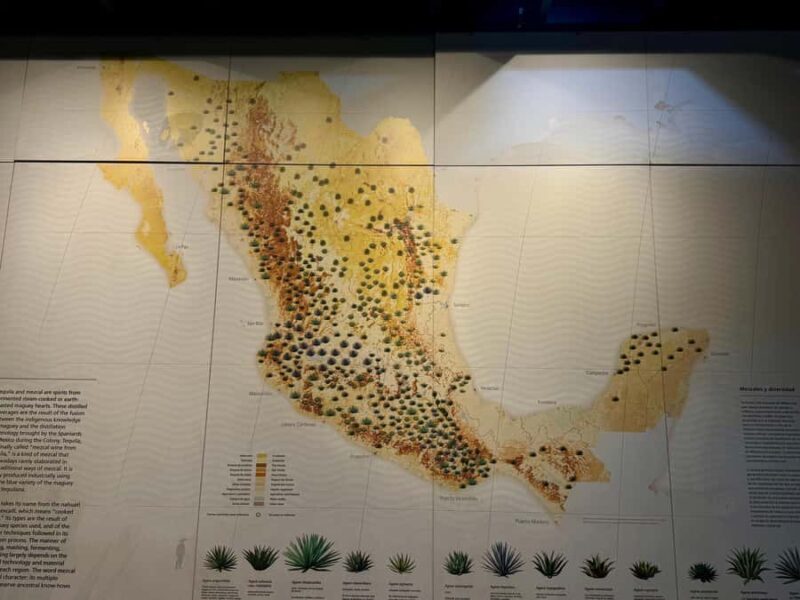 Mexico City: Agave Museums, Tastings and Mariachi Night Tour - An In-Depth Look at the Tour Experience