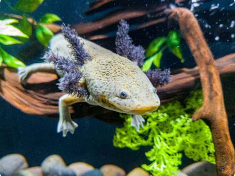 Mexico City: Entry Ticket to Acuario Michin - Introduction: An Invitation to Discover Mexico’s Aquatic World