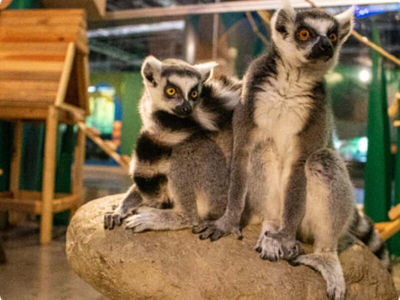 Mexico City: Entry Ticket to Acuario Michin - The Practicalities: What’s Included