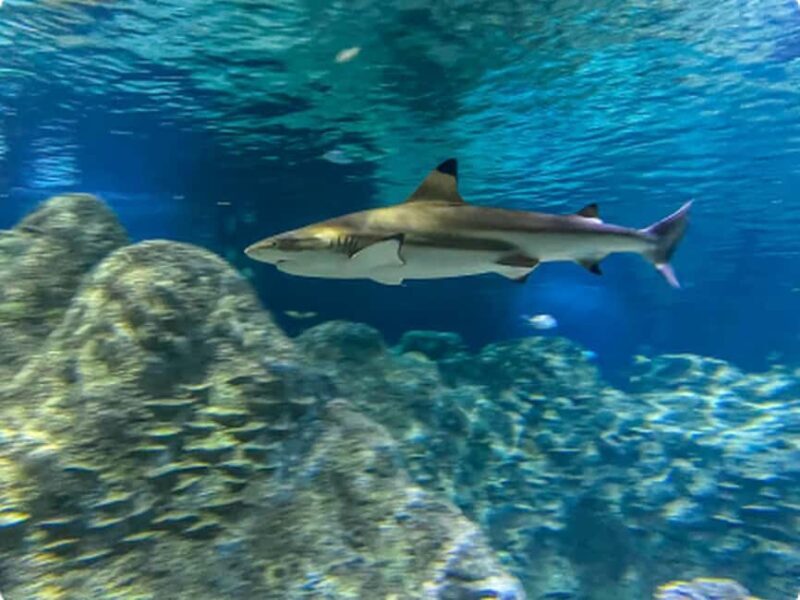 Mexico City: Entry Ticket to Acuario Michin - Who Should Consider Visiting?