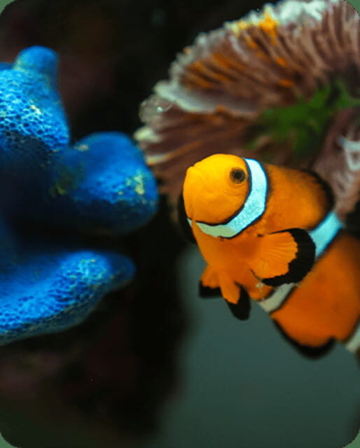 Mexico City: Fast Pass Ticket to Acuarium Inbursa - A Practical Guide to Your Aquarium Day