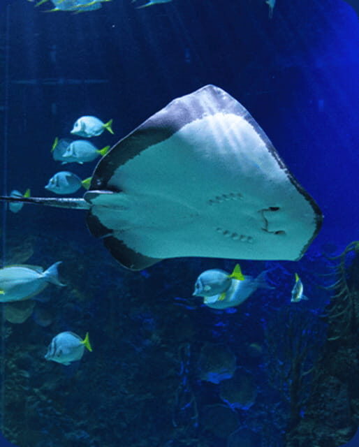 Mexico City: Fast Pass Ticket to Acuarium Inbursa - The Sum Up