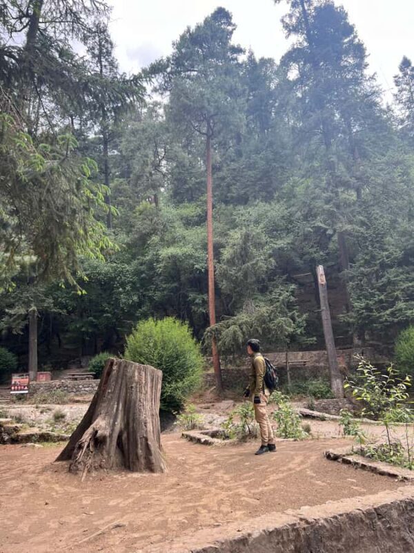 Mexico City: Hiking tour to the Desert of the Lions - Key Points