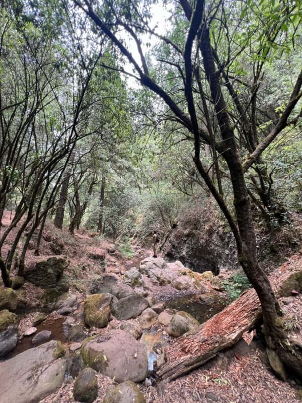 Mexico City: Hiking tour to the Desert of the Lions - FAQ