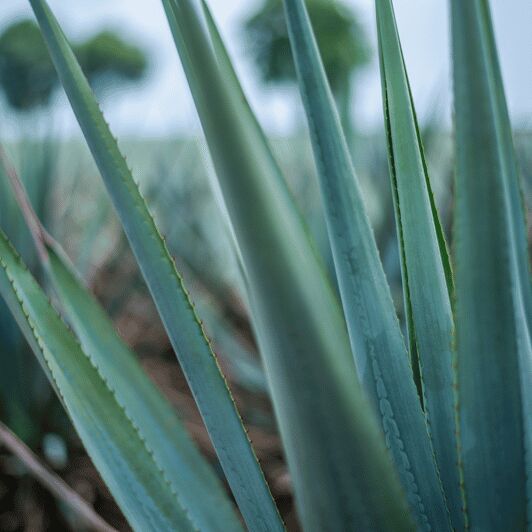 Mexico City: Mezcal Tasting and Market Tour with Lunch - An In-Depth Look at the Tour Experience