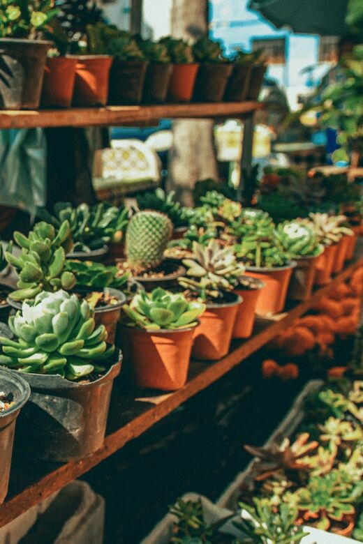 Mexico City: Mezcal Tasting and Market Tour with Lunch - Who Will Love This Tour?