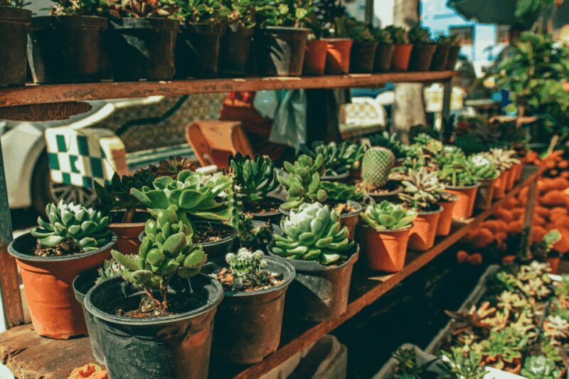 Mexico City: Mezcal Tasting and Market Tour with Lunch - FAQ