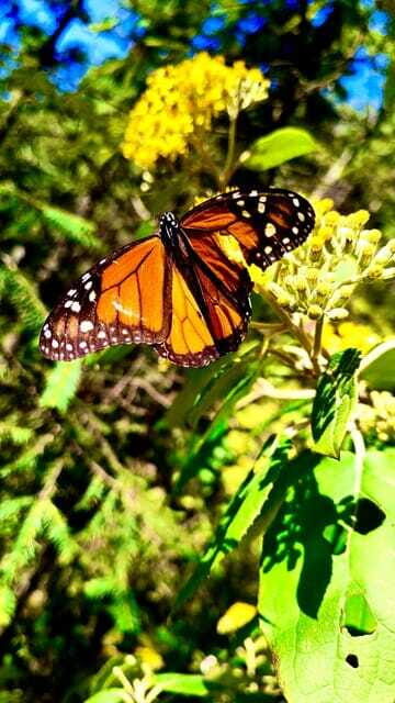 Mexico City: Monarch Butterfly Sanctuary Day Tour - Michoacán Gastronomy and Local Flavors