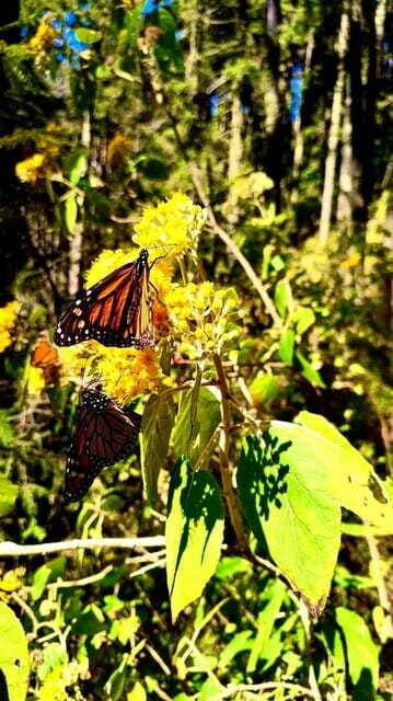 Mexico City: Monarch Butterfly Sanctuary Day Tour - Practical Tips for Travelers
