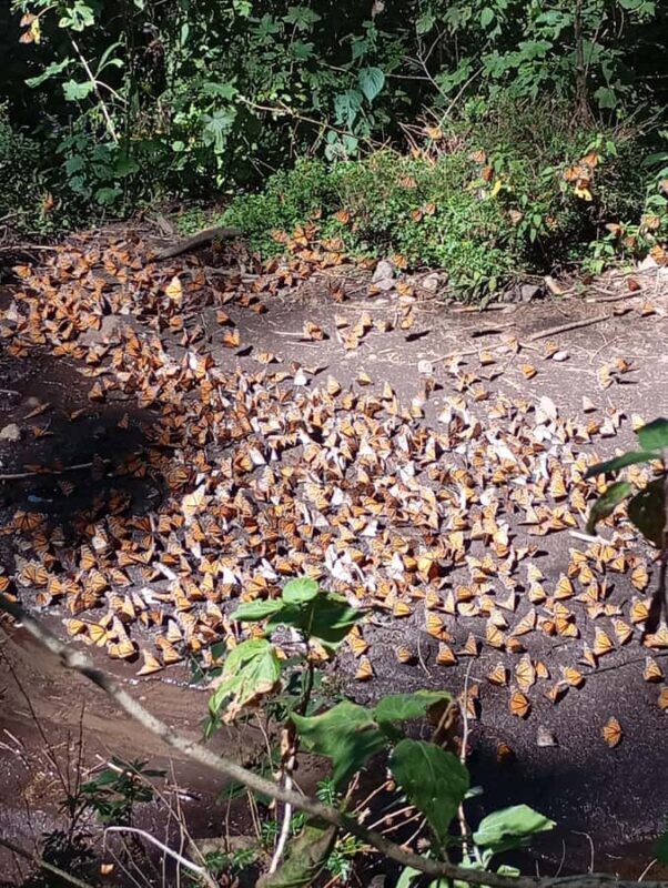 Mexico City: Monarch Butterfly Sanctuary Visit with Transfer - Key Points