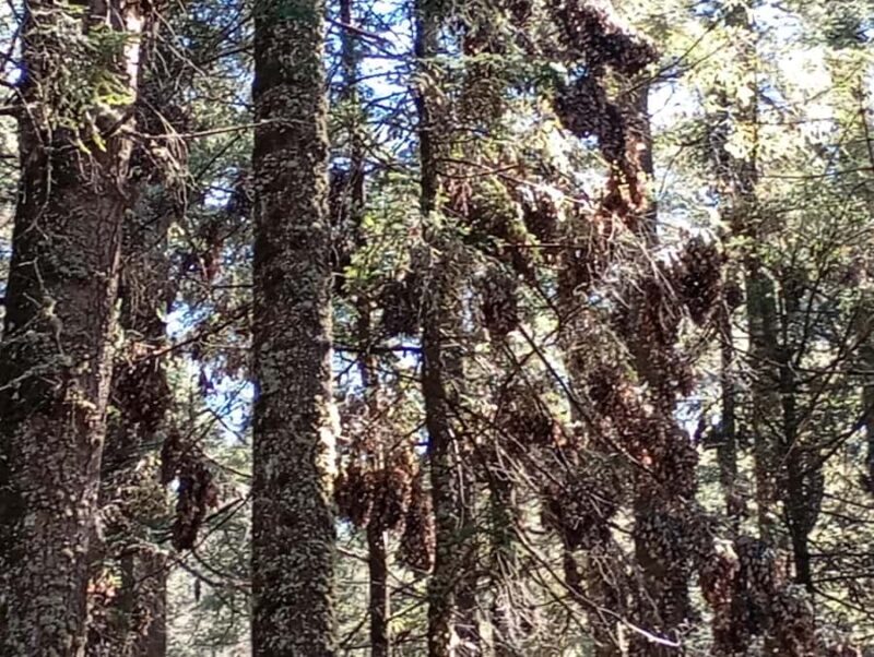 Mexico City: Monarch Butterfly Sanctuary Visit with Transfer - A Closer Look at the Experience