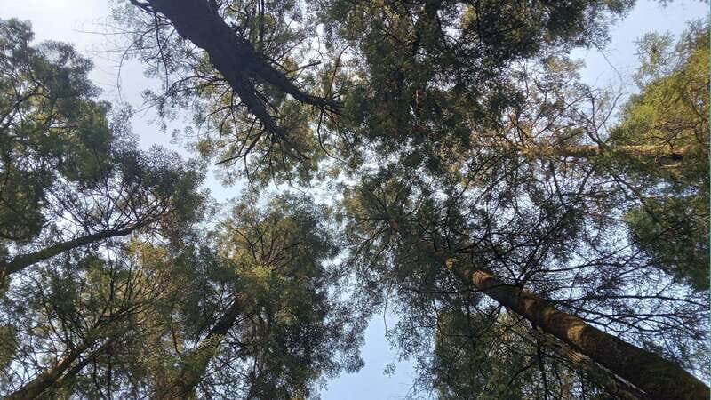 Mexico City: Morning Hiking at Mirador Coconetla - What to Expect and What to Pack