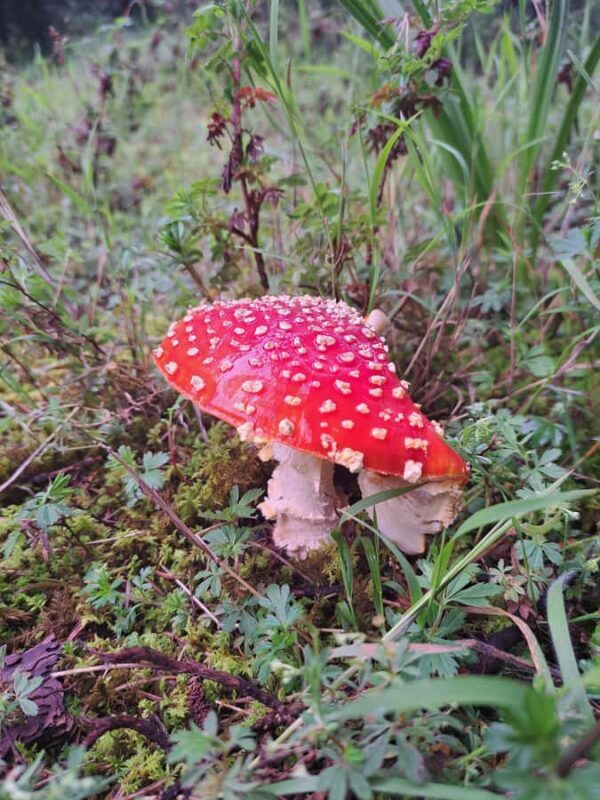 Mexico City: Nexcolango Lagoons Private Hiking Tour - Introduction: An Authentic Mountain Adventure from Mexico City