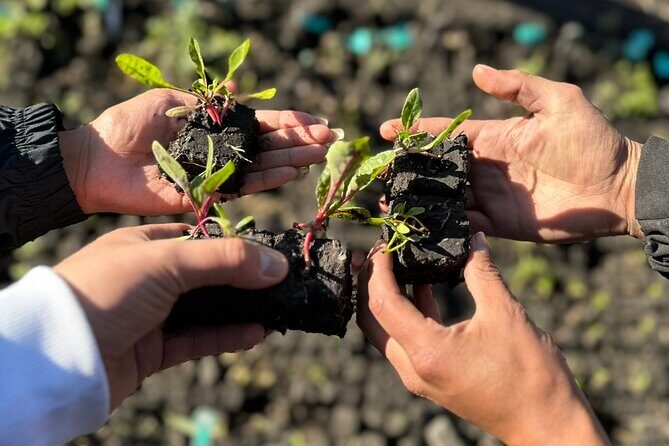 Mexico City: Xochimilco at sunrise + Breakfast and transportation - Who Will Love This Tour?