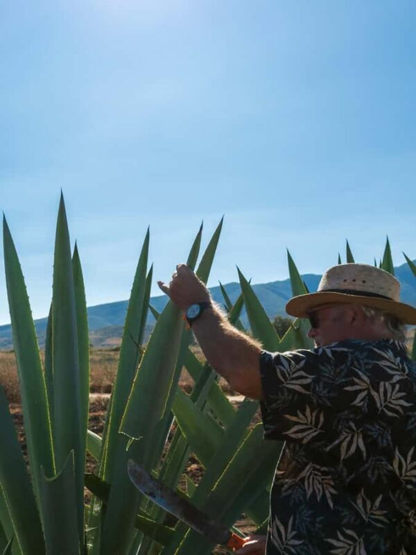 Mezcal, Agave, and Pulque Tour in Oaxaca - Santiago Matatlán and the Agave Plantations