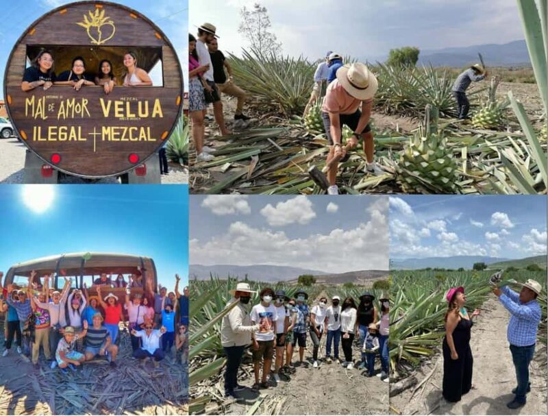 Mezcal Oaxaca: Tour, Gastronomy and Mezcal Tasting - An Authentic Day of Mezcal, Art, and Oaxacan Flavors in Oaxaca