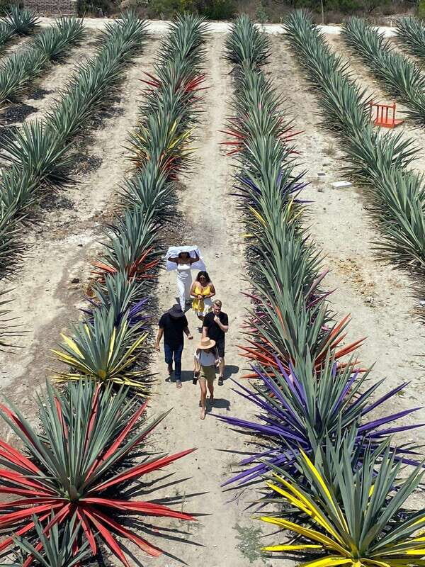 Mezcal Tour Oaxaca - Final Thoughts