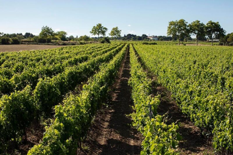 Mèze: Domaine Saint André Vineyard Guided Tour with Tasting - Practical Details & Tips for Visitors