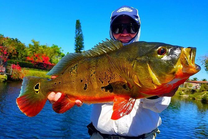 Miami Airport Lakes Peacock Bass Fishing Trip (1 to 4 ppl) - Miami Airport Lakes Peacock Bass Fishing Trip (1 to 4 people) — A Deep Dive