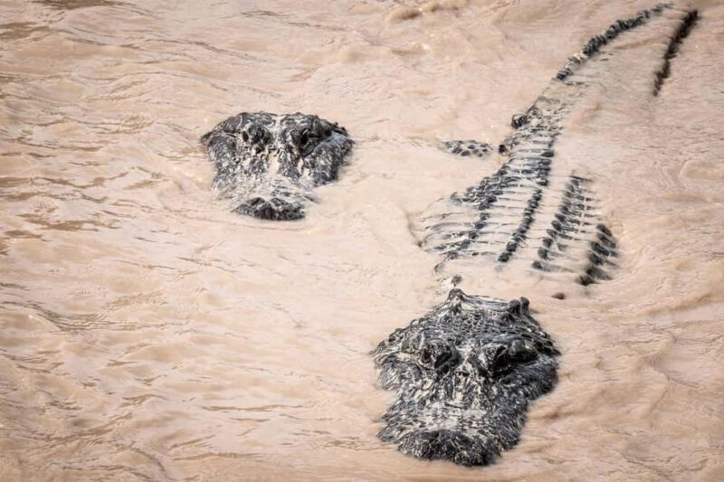 Miami: Alligator Spotting Airboat and Wildlife Reserve - Discovering the Everglades: An Airboat Adventure with Alligators