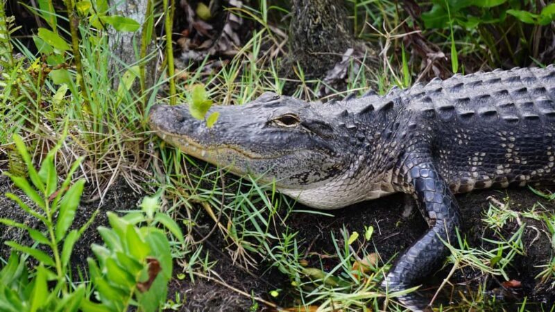 Miami: Alligator Spotting Airboat and Wildlife Reserve - Practical Tips for Your Trip