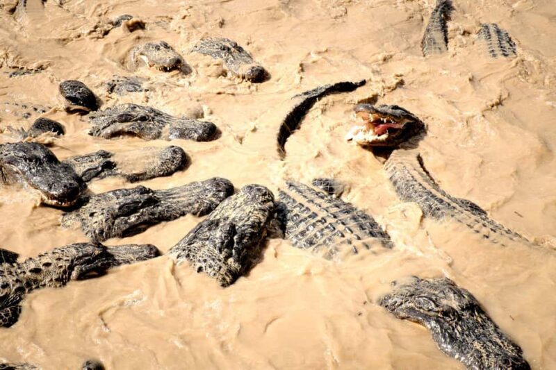 Miami: Alligator Spotting Airboat and Wildlife Reserve - FAQs
