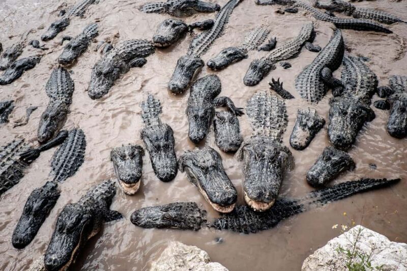 Miami: Alligator Spotting Airboat with Pick-Up/Drop-off - Who Will Love This Tour?