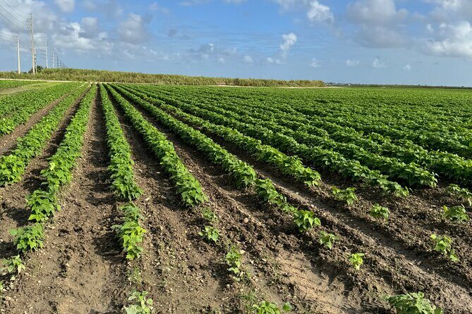 Miami ATV & Buggy Adventure- 5 Star Rated - The Guides: Your Key to a Great Time