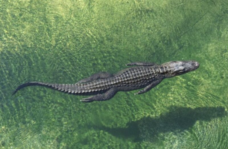Miami: City Tour with Optional Cruise and Everglades Entry - FAQ