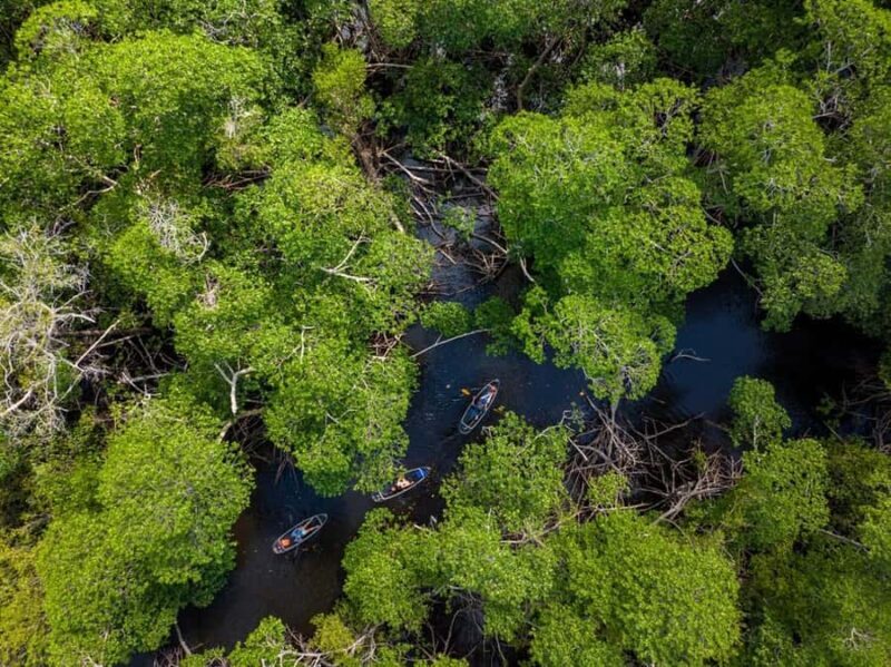 Miami: Clear Kayak Eco Tour with Guide and Wildlife - Who Would Enjoy This Tour?