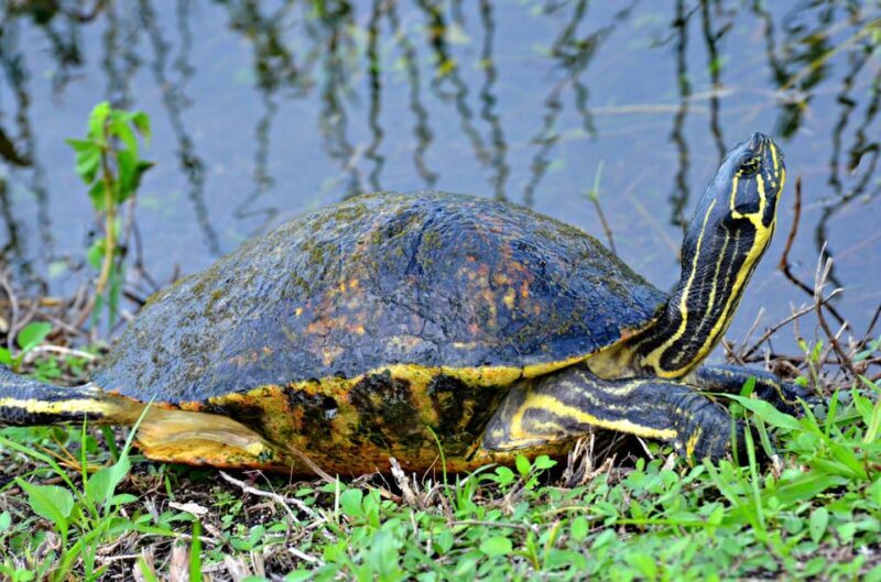 Miami: Everglades Airboat Alligator Tour with Transfer - FAQ