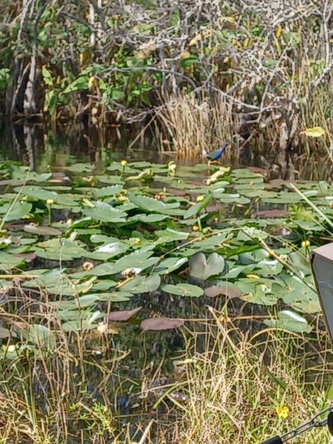 Miami: Everglades Airboat Eco Tour w/ Luxury Transportation - Exploring the Actual Experience