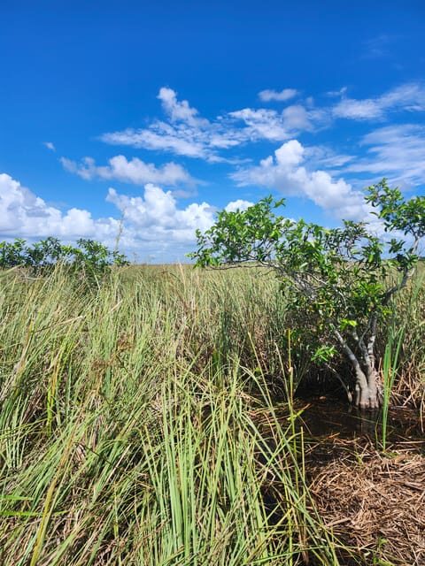 Miami: Everglades Airboat Eco Tour w/ Luxury Transportation - Authenticity & Reviews: What Others Say