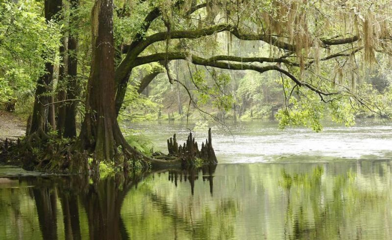 Miami: Everglades Airboat, Gator Experience with Transfer - The Sum Up