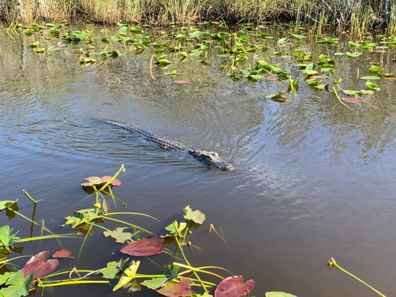 Miami: Everglades Airboat, Photo & Gator Experience - FAQ