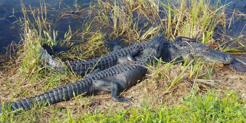 Miami: Everglades Airboat Ride and Tram Tour - FAQs