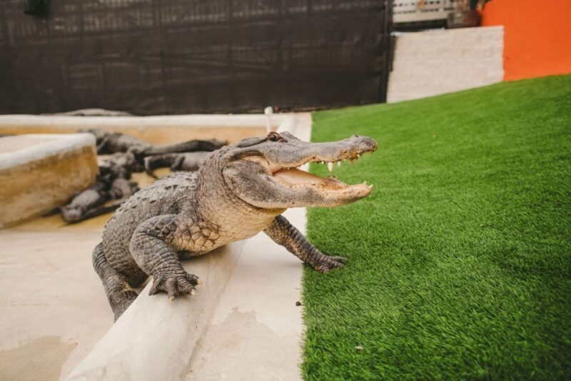 Miami: Everglades Experience, Bay Cruise & Open-top Bus Tour - Who Will Love This Tour?