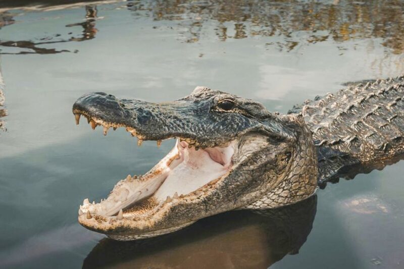 Miami: Everglades Experience, Bay Cruise & Open-top Bus Tour - The Sum Up