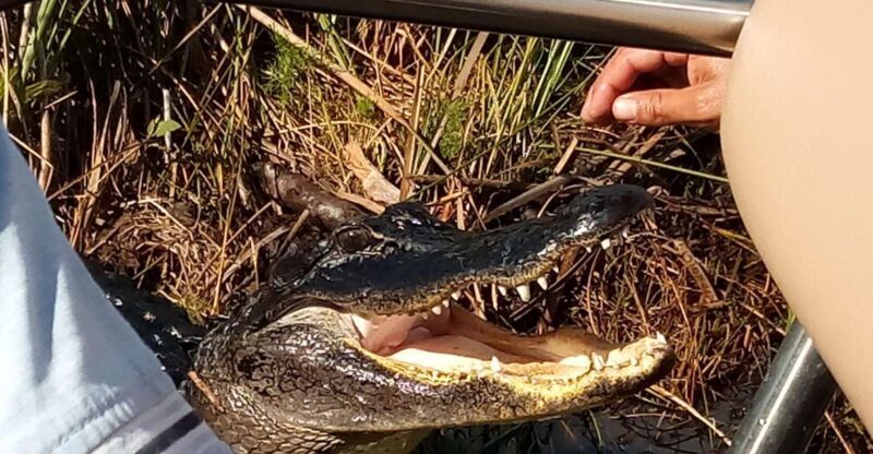 Miami: Everglades Full-Day Tour with 2 Boat Trips and Lunch - The 80-Minute Mangrove Adventure Boat Trip