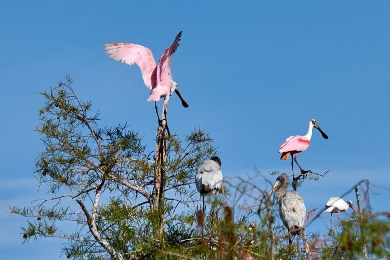 Miami: Everglades Full-Day Tour with 2 Boat Trips and Lunch - Practical Details and Value
