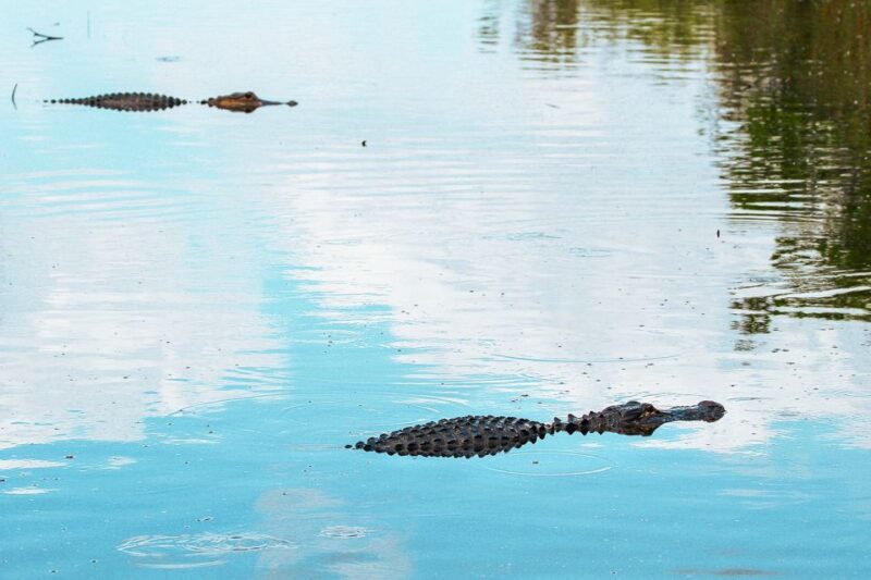 Miami: Everglades National Park Airboat Tour & Wildlife Show - Addressing Practical Travel Details