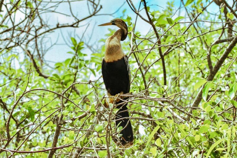 Miami: Everglades National Park Airboat Tour & Wildlife Show - FAQ
