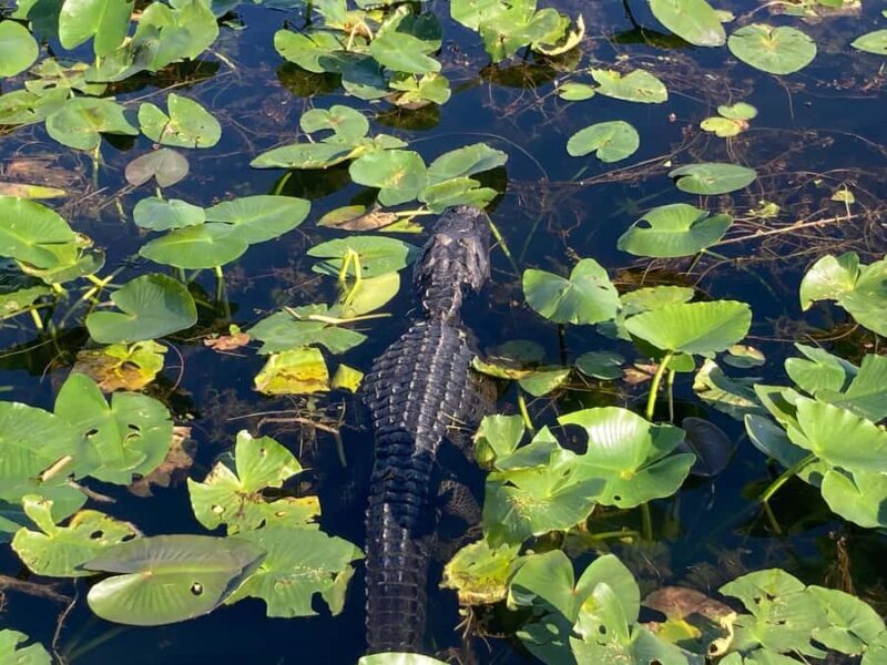 Miami: Everglades National Park Kayaking & Hiking Tour - FAQs
