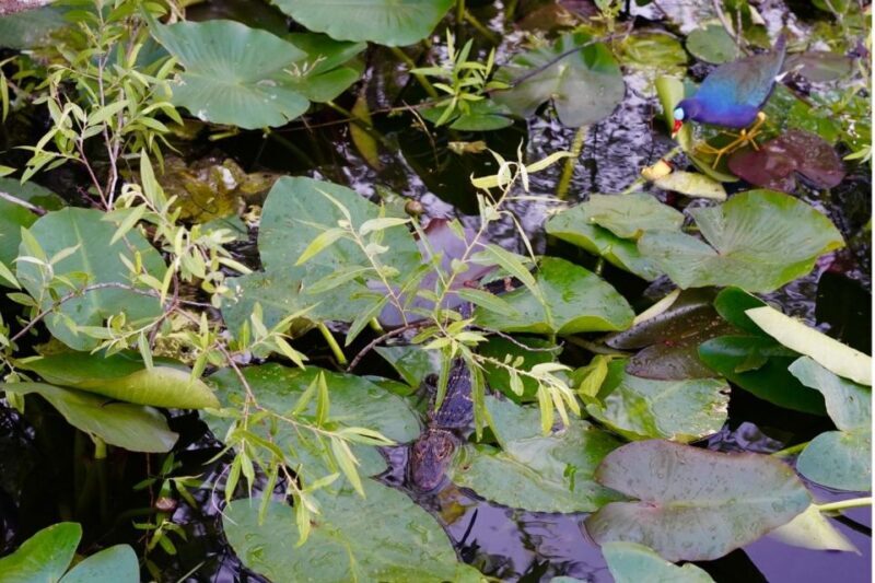 Miami: Everglades River of Grass Small Airboat Wildlife Tour - Authentic and Eco-Friendly Learning